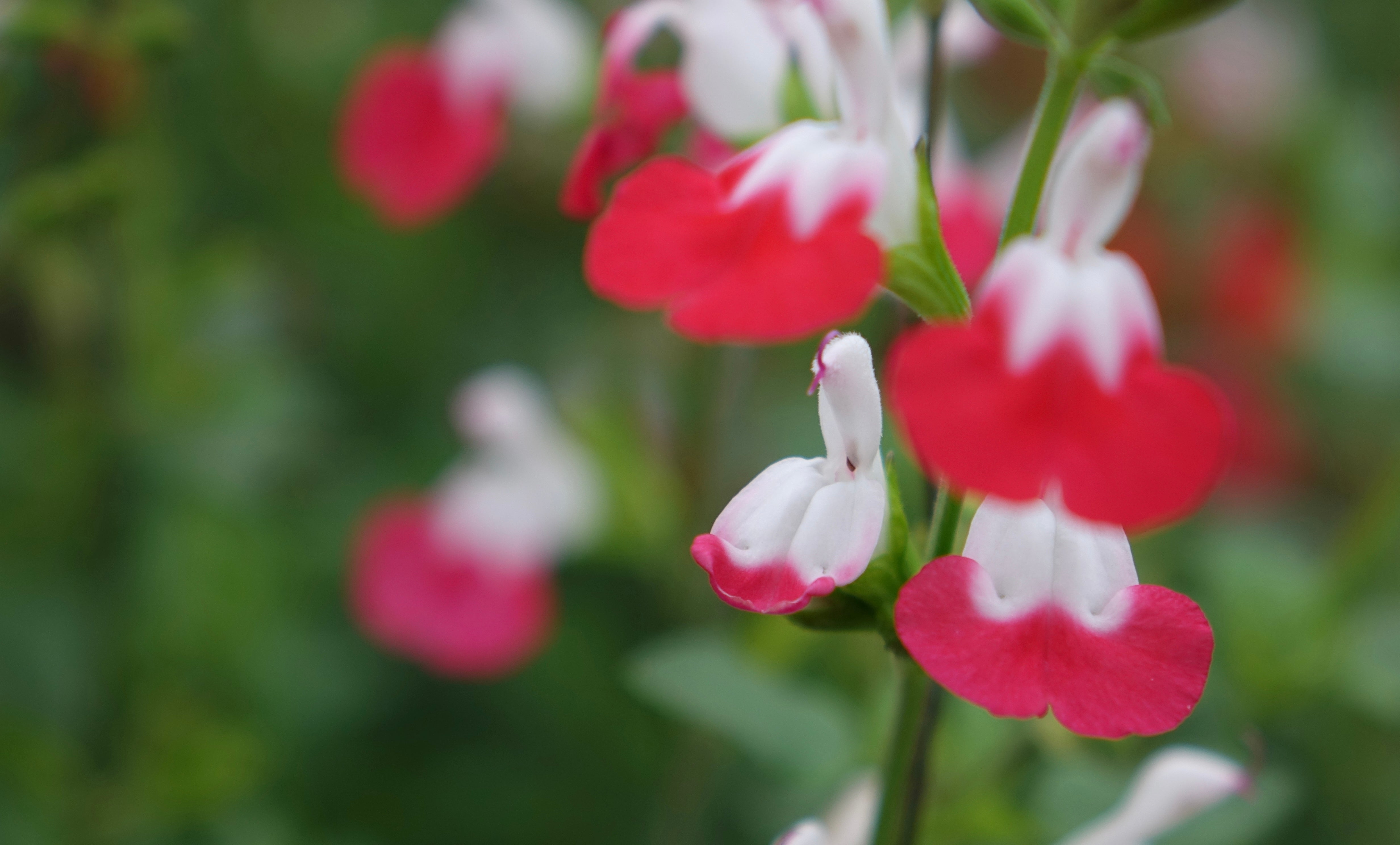 Salvia HotLips Riverlane Nurseries salvia-hotlips-riverlane-nurseries