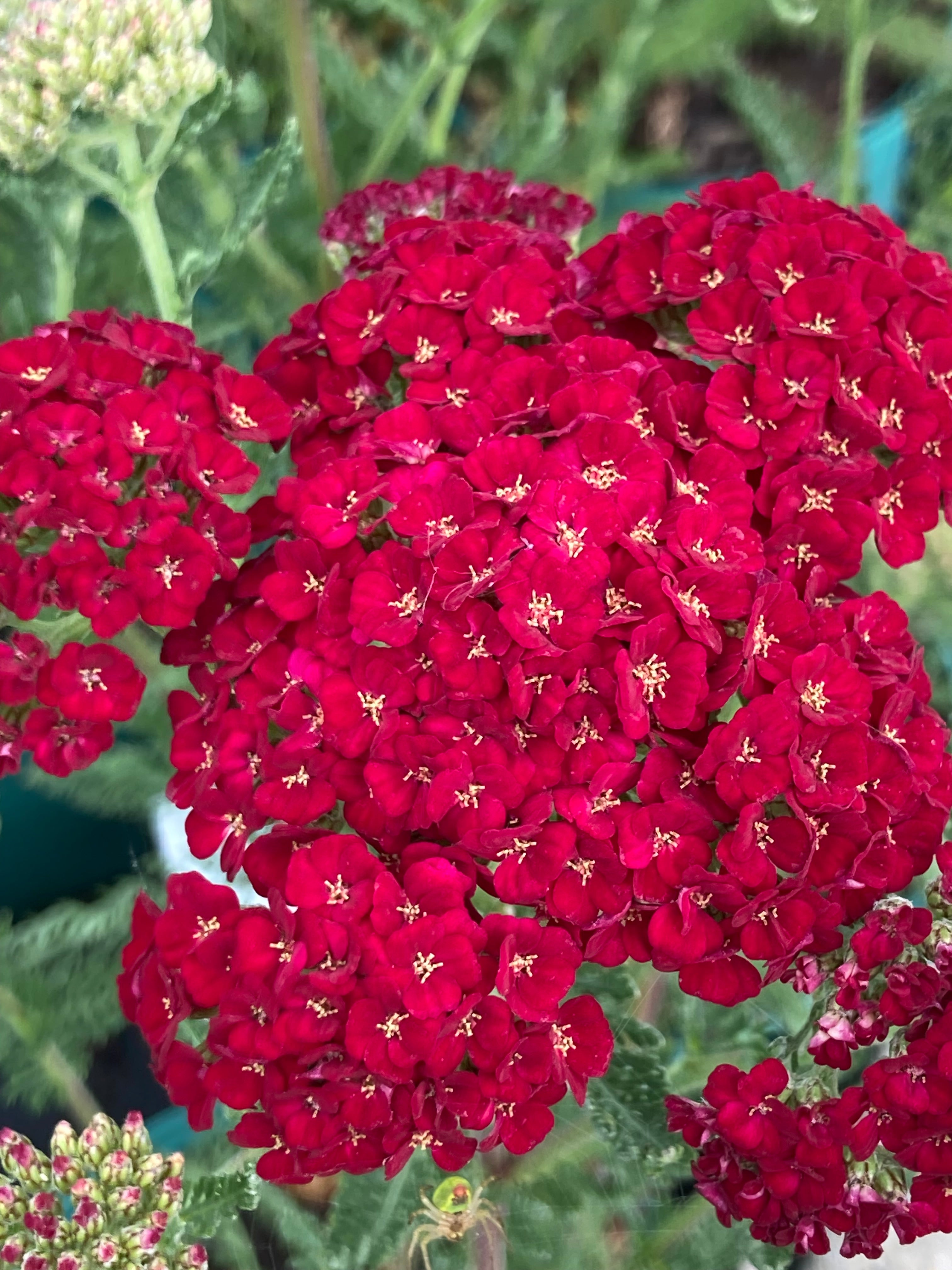 Achillea millefolium 'Pomegranate' (Tutti Frutti Series) – Riverlane ...
